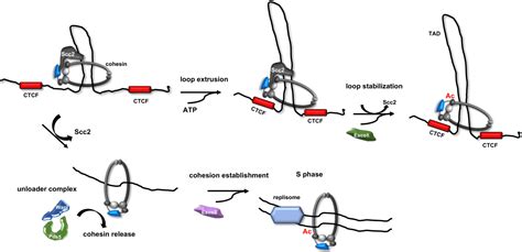 Figure 3 From Functional Coupling Between Dna Replication And Sister
