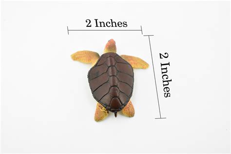 Turtle External Anatomy