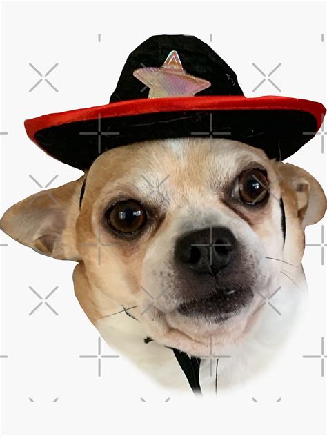 Funny Chihuahua Meme Sticker For Sale By Heatherhinson Redbubble