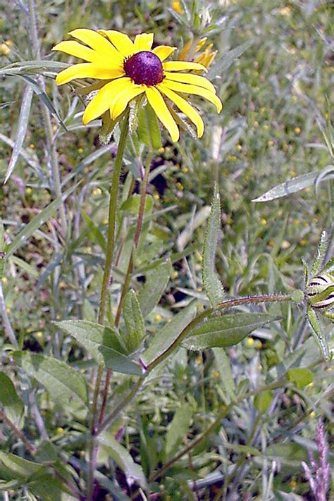 Buy Cp 25 Short Grass Mix Crp Seed Mix