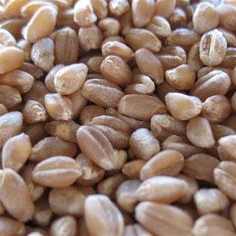 Organic Hard Red Winter Wheat Berries Seeds 35 Lb Non Gmo High