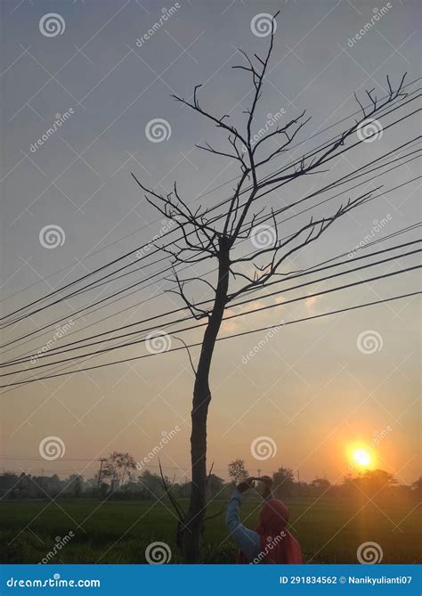 Tree Branches Caught In Electricity Poles Stock Photo Image Of Ranting Pada 291834562