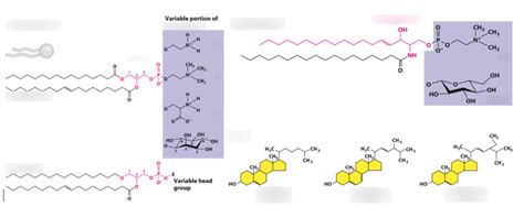 The Three Main Types Of Membrane Lipids Their Structure And Their Role In Maintaining Fluidity