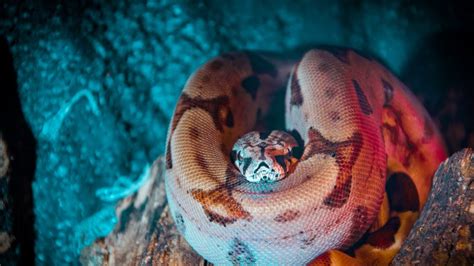 Python Snake Hyderabad Python Snake Hyderabad