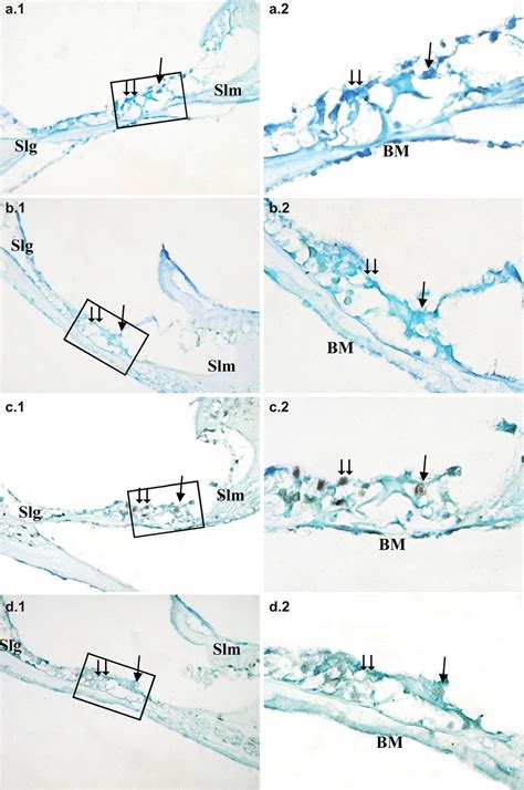 In The Tunel Staining Of The Control And Metformin Groups A B There