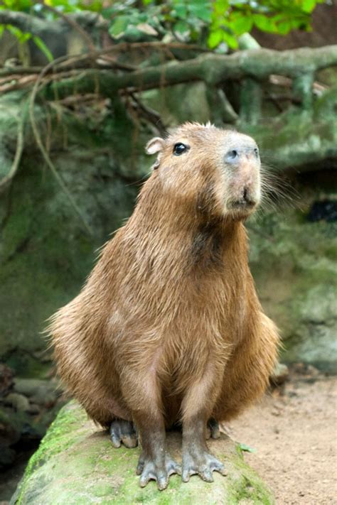 Capibara Venezuela Naturaleza Salvaje