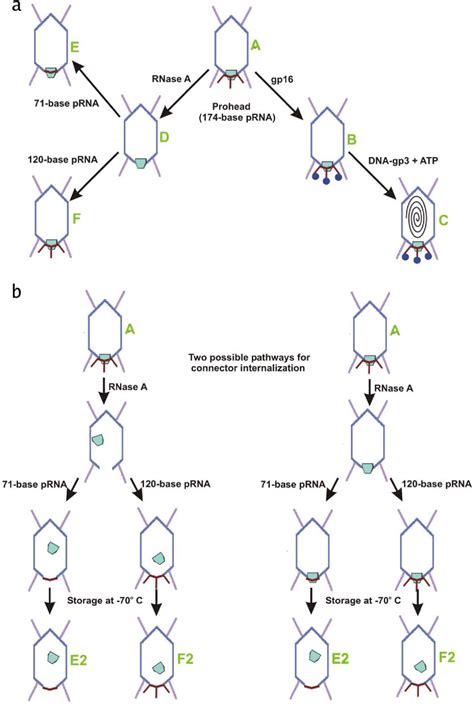 Figure 2 From Defining Molecular And Domain Boundaries In The