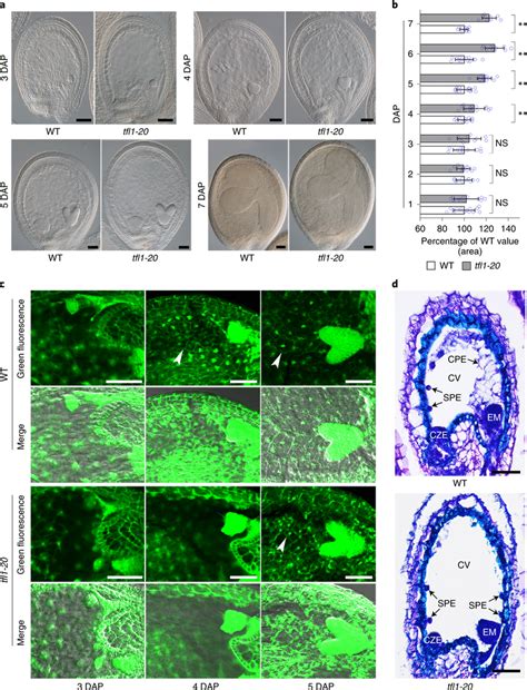 Endosperm Cellularization Is Delayed In Tfl1 20 A Dic Microscopy Of