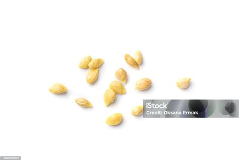 고립된 만다린 씨앗 귤 씨앗 더미 신선한 감귤 곡물 흰색 평면도에 분리된 레몬 씨앗 0명에 대한 스톡 사진 및 기타 이미지 0명 감귤 감귤류 과일 Istock