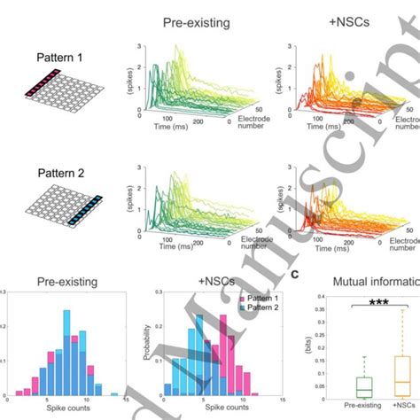 Evoked Activity Patterns In Response To Two Different Spatial Input