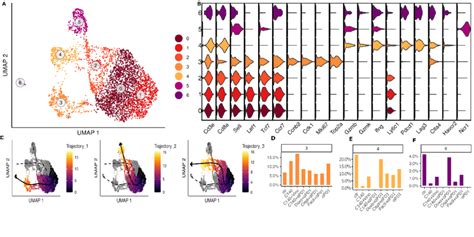 Cd8 Like T Cell Sub Clustering Analysis In 4t1 A Umap Of Cd8 T Cell
