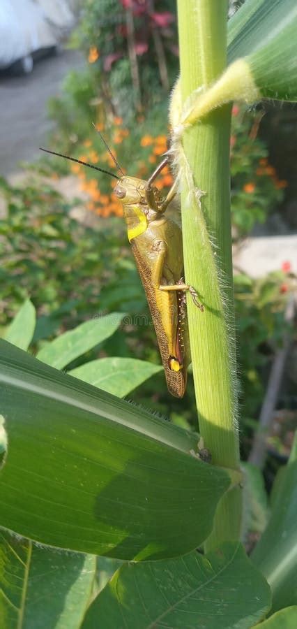 Grasshopper Leaves And Corn Stalks Stock Image Image Of Animal Leaf