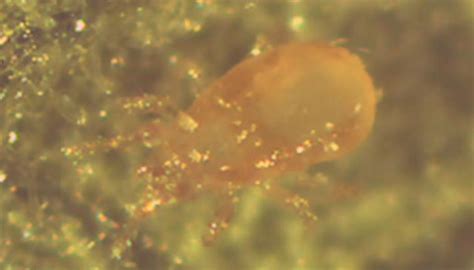 Neoseiulus Cucumerispredatory Mite Nysipm Biocontrol Fact Sheet