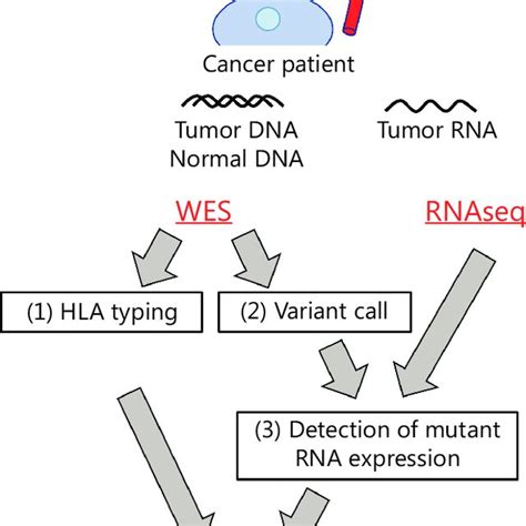Workflow Of Neoantigen Prediction Pipeline From Genome Sequencing Data