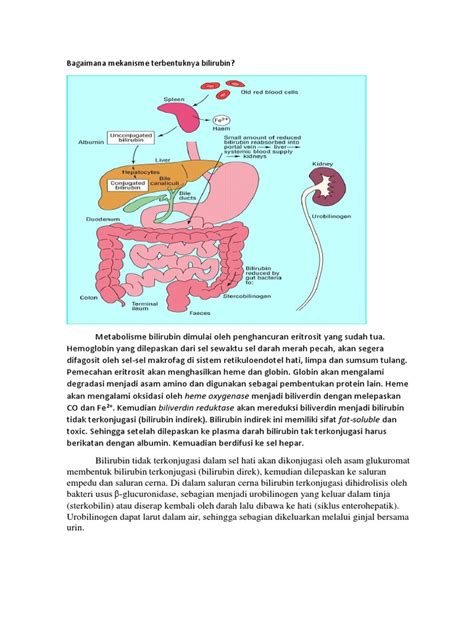 Bagaimana Mekanisme Terbentuknya Bilirubin Pdf