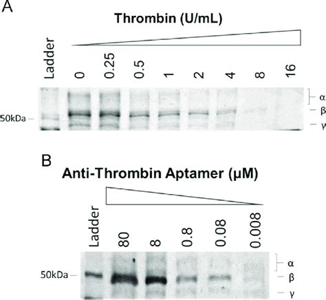 Thrombin And Anti Thrombin Aptamer Regulation Of Fg Conversion Download Scientific Diagram