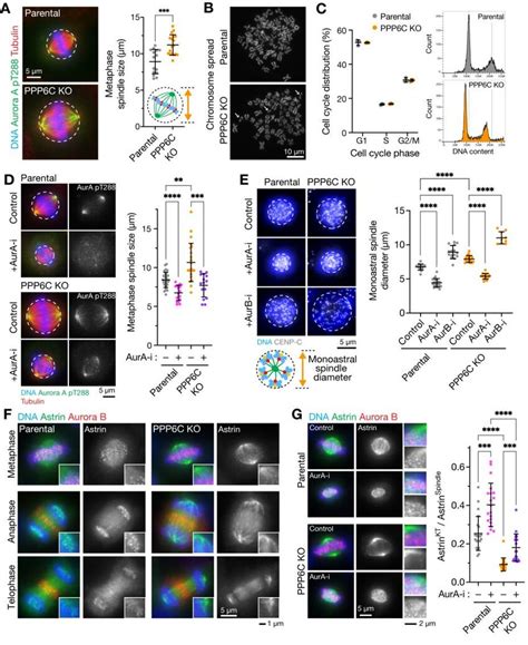 Pp6 And Aurora A Regulate The Size Of The Mitotic Spindle A