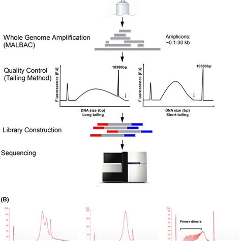Overview Of Single‐cell Capture And Sequencing And Whole‐genome Download Scientific Diagram