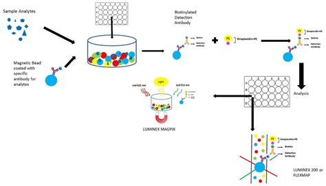 Luminex Xmap Creative Diagnostics