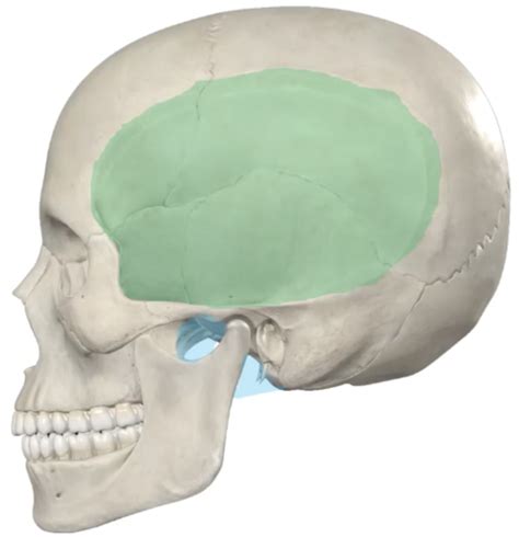 Head And Neck Anatomy Infratemporal Fossa Flashcards Quizlet