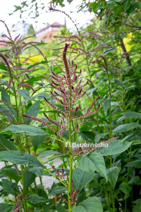 Amaranthus Cruentus Purple Amaranth 112029 Flowermedia
