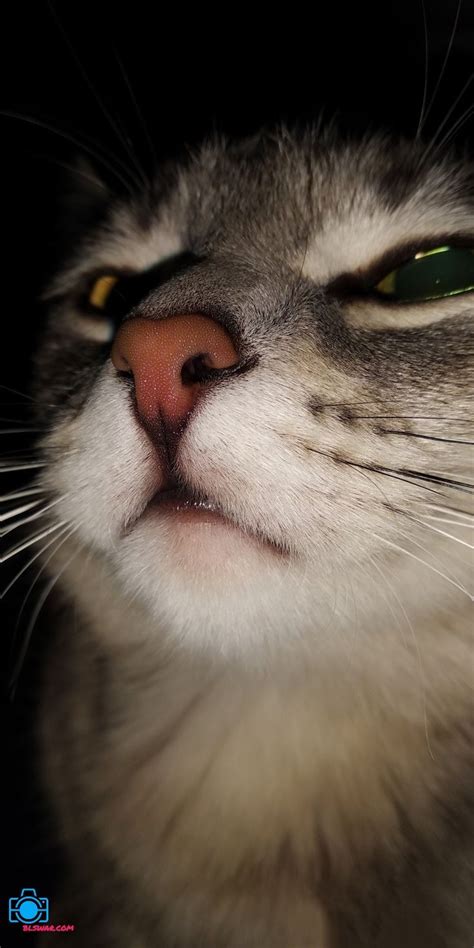 خلفيات قطط مضحكة كيوت 2024 اجمل خلفيات قطط كيوت للانستا والواتساب