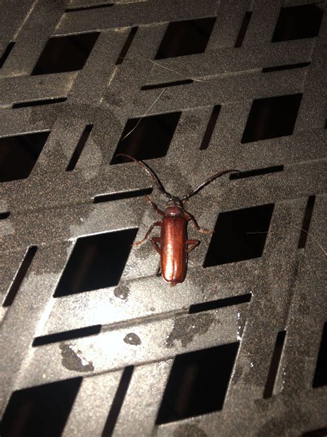 What In The Roach Looking Bug Is It Rwhatsthisbug What In The Roach Looking Bug Is It Rwhatsthisbug