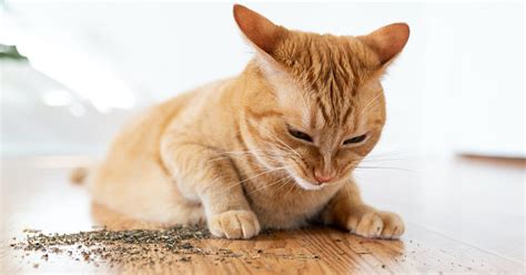 How The Chemistry Behind Catnip Could Help Research With Cancer