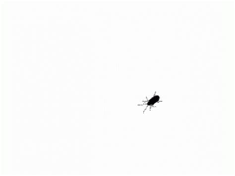 Bug S