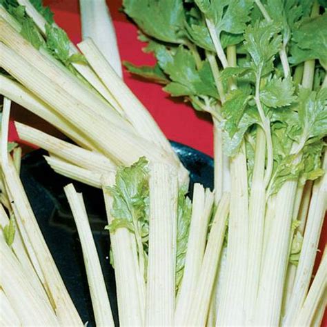 Elne Celery Buy Elne Celery