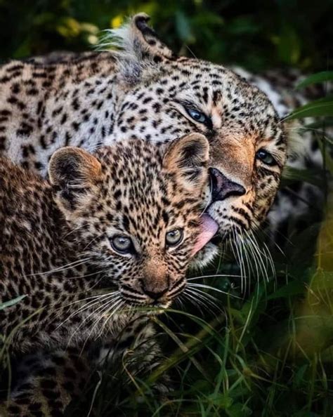 C A Hurst On Linkedin Mama Leopard And Her Cub Beautiful🙂
