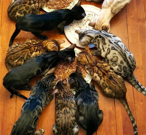 Bengal Cat Colors And Patterns
