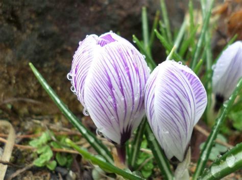 향신료의 세계에 빠지다② 세계서 가장 비싼 향신료 사프란효과는