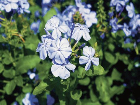 How To Prune The Cape Plumbago