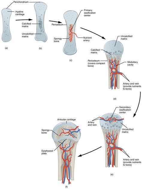 Endochondral Ossification