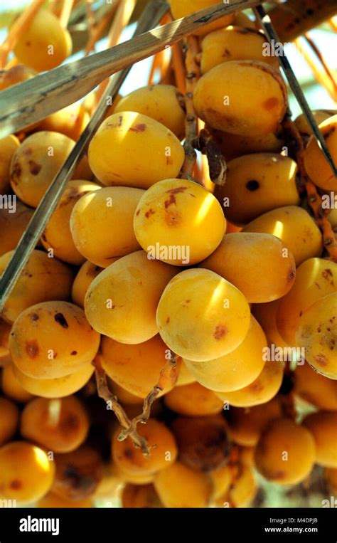 Dates On The Tree Stock Photo Alamy