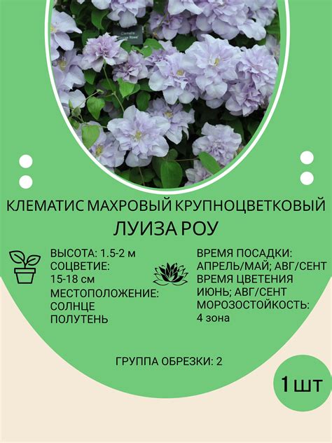 Клематис тенелюбивый - 76 фото