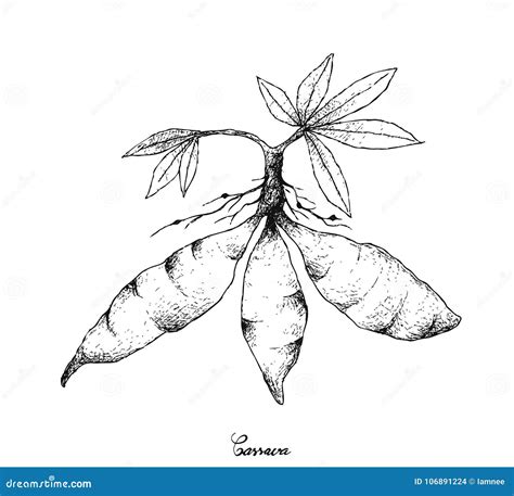 Cassava Root With Vitamin C And Minerals Cartoon Vector Cartoondealer