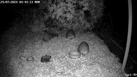 Igel Tv 29 07 2024 Drei Igel Youtube