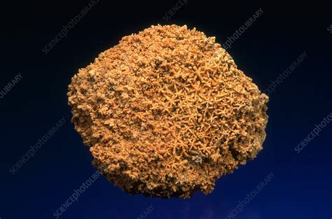 Sponge Fossil Stock Image E442 0702 Science Photo Library
