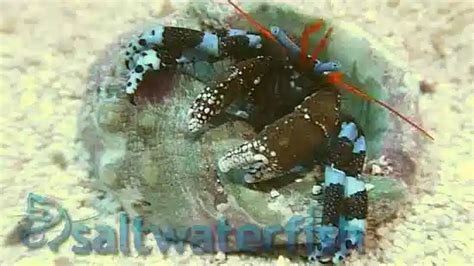 Electric Blue Hermit Crab Crabs Invertebrates