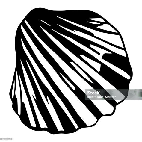 그래픽 손으로 그린 아름다운 조개껍데기 그림 흰색으로 격리된 장식용 그래픽 쉘 검은색에 대한 스톡 벡터 아트 및 기타 이미지