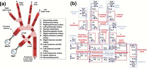 Table 1 From A Computational Model Of The Fetal Circulation To Quantify