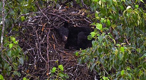 Bear Caught Napping In Giant Eagle Nest