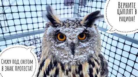 Снежная сова очей очарованье Но снежность не скрывает вредность Youtube