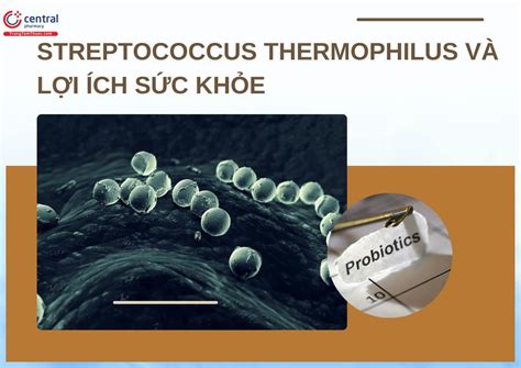 Streptococcus Thermophilus Cải Thiện Triệu Chứng Rối Loạn Tiêu Hóa