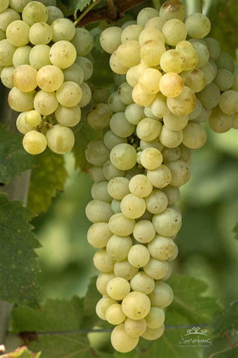 Assyrtiko Variety Greek Cretan Winery Greek Wines From Crete