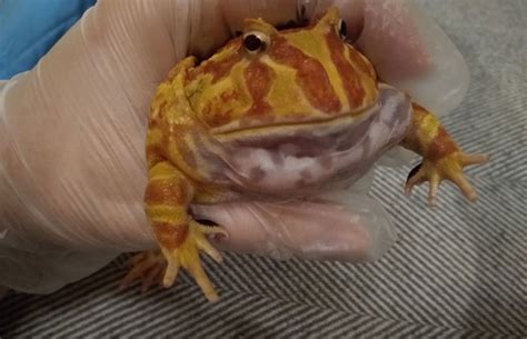 Toad Nuptial Pads A Unique Male Characteristic