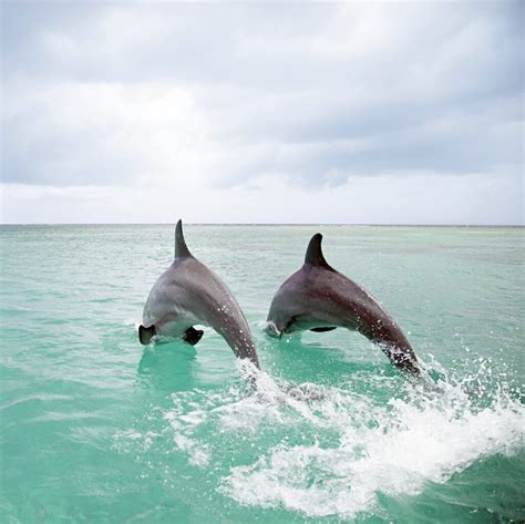 Gallery Key West Dolphin And Snorkeling Tour Photos