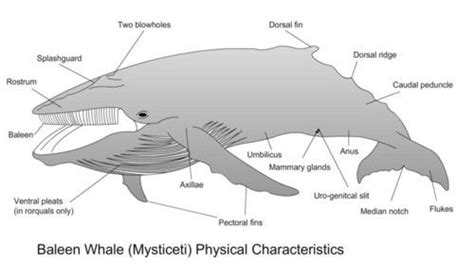 Blue Whale Teeth Size